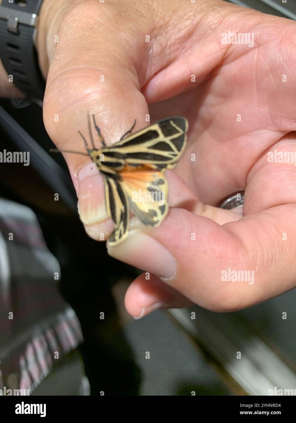 Harnessed Tiger Moth (Apantesis phalerata Stock Photo - Alamy