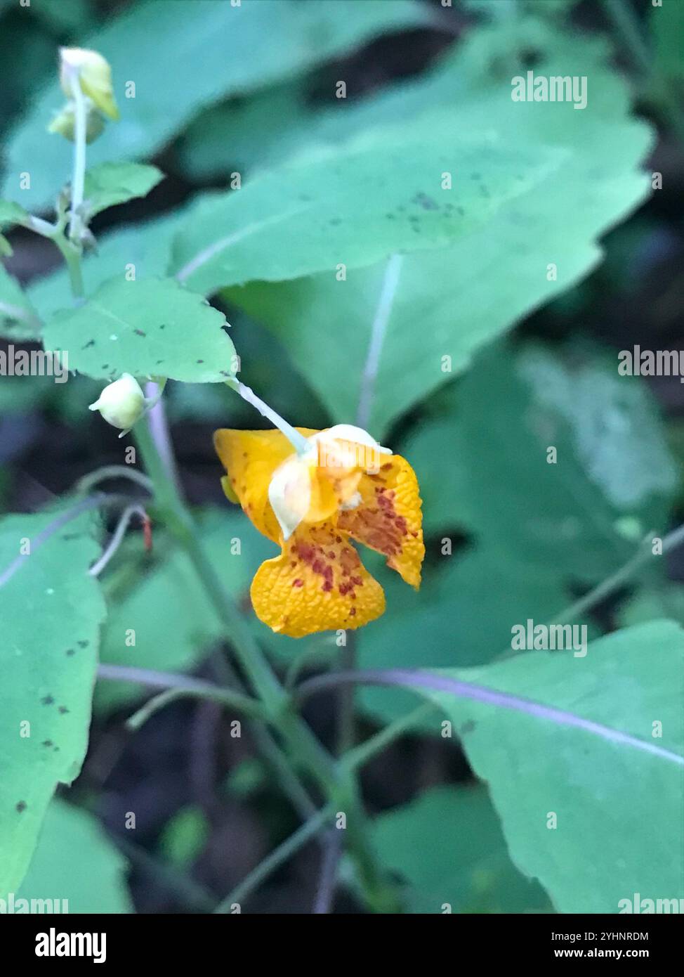 common jewelweed (Impatiens capensis Stock Photo - Alamy