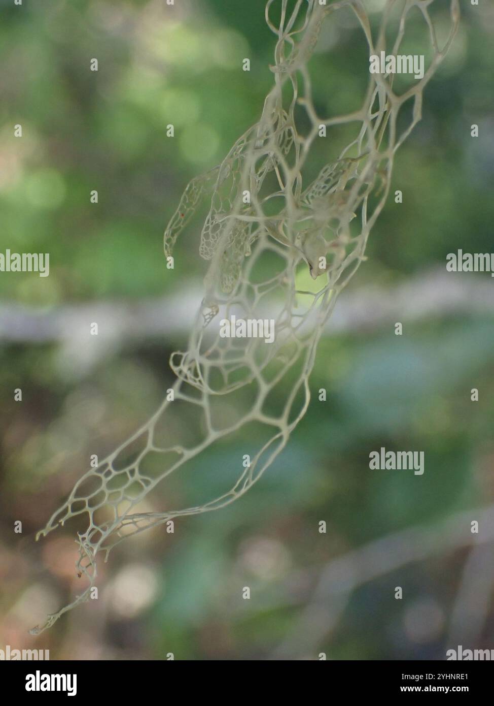 lace lichen (Ramalina menziesii Stock Photo - Alamy