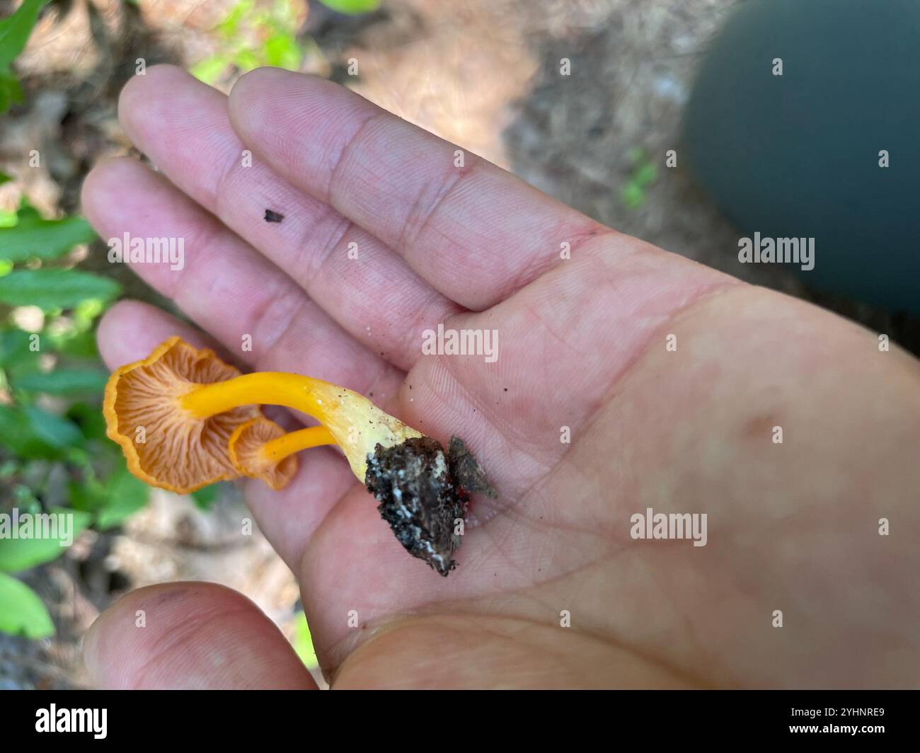 flame trumpet (Craterellus ignicolor Stock Photo - Alamy