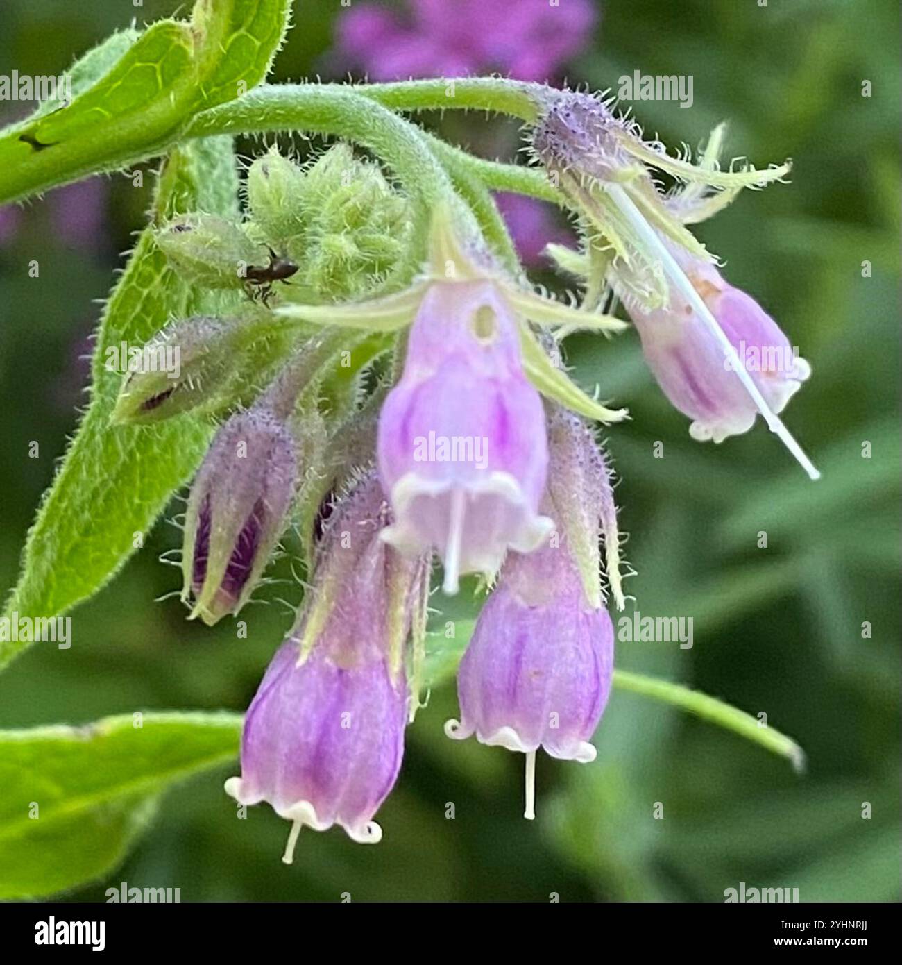common comfrey (Symphytum officinale Stock Photo - Alamy