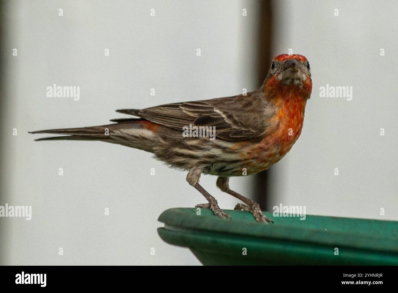 House Finch (Haemorhous mexicanus Stock Photo - Alamy