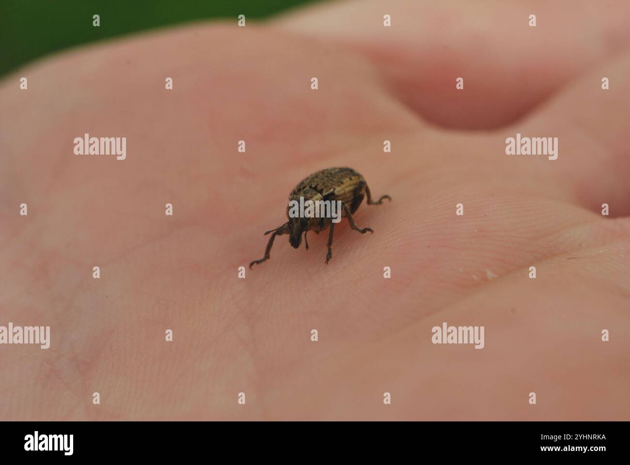 Clover Leaf Weevil (Brachypera zoilus Stock Photo - Alamy
