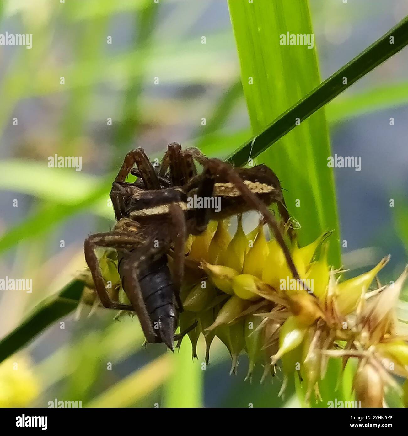 Raft Spider (Dolomedes fimbriatus Stock Photo - Alamy