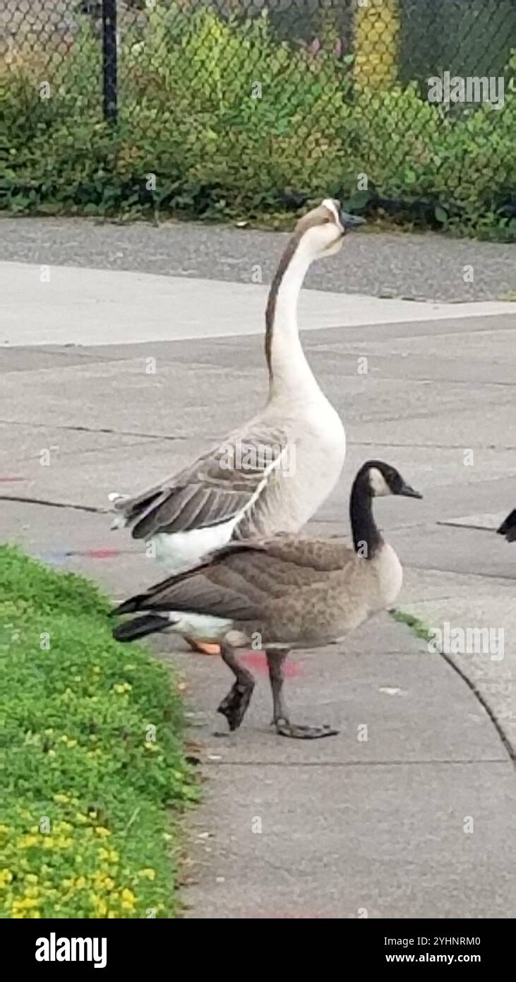 Domestic Swan Goose (Anser cygnoides domesticus Stock Photo - Alamy