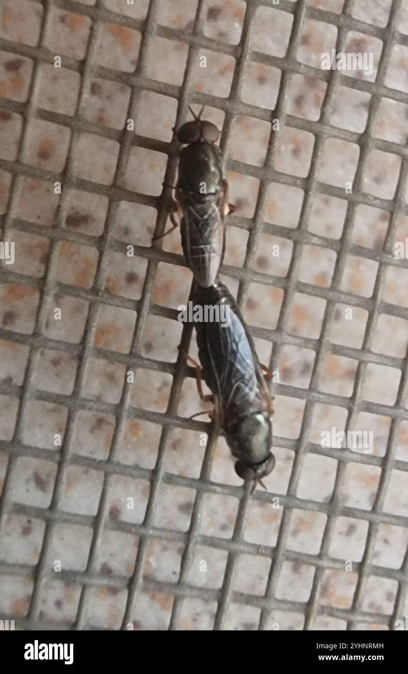 Scenopinus hi-res stock photography and images - Alamy