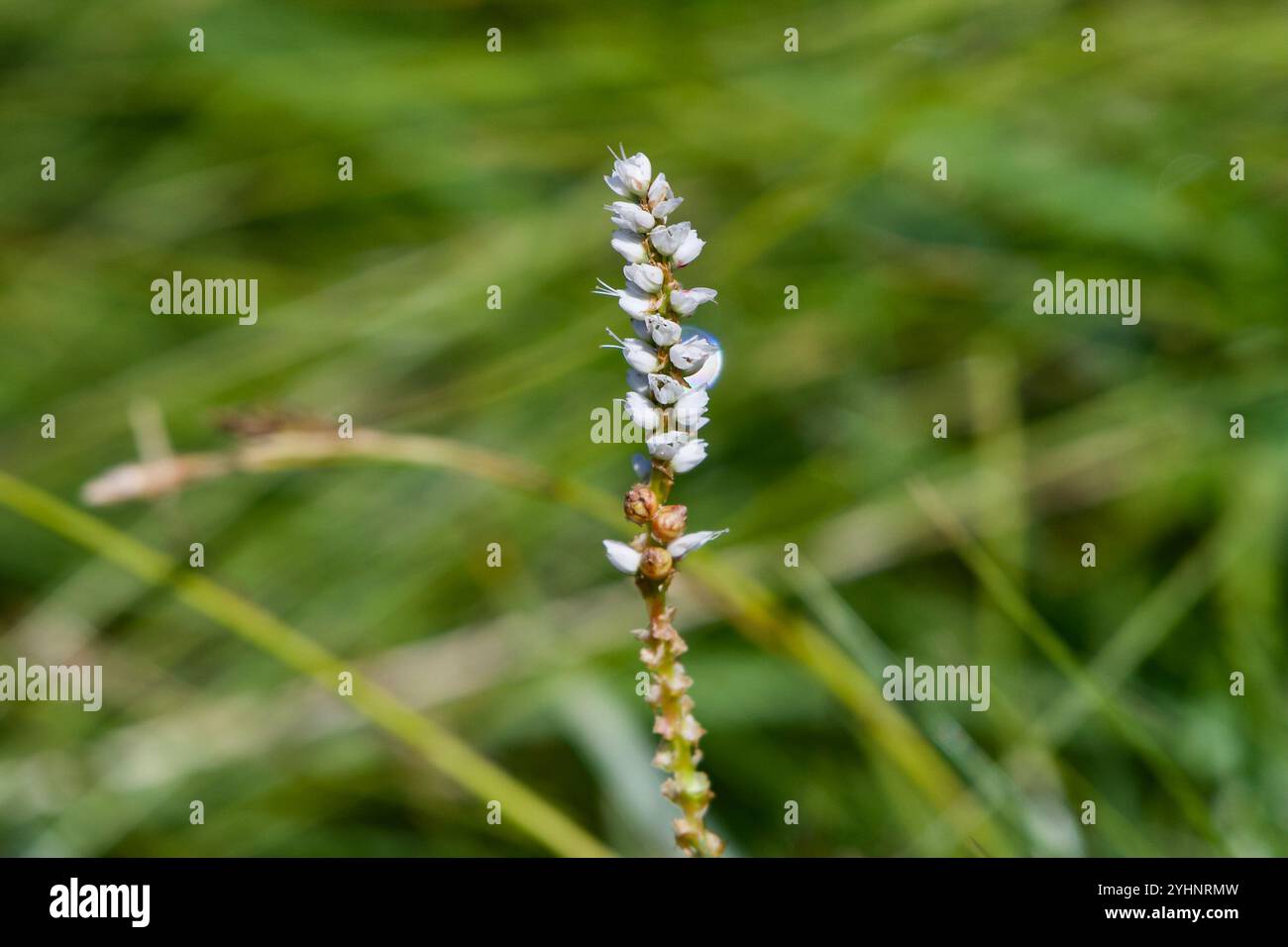 alpine bistort (Bistorta vivipara Stock Photo - Alamy