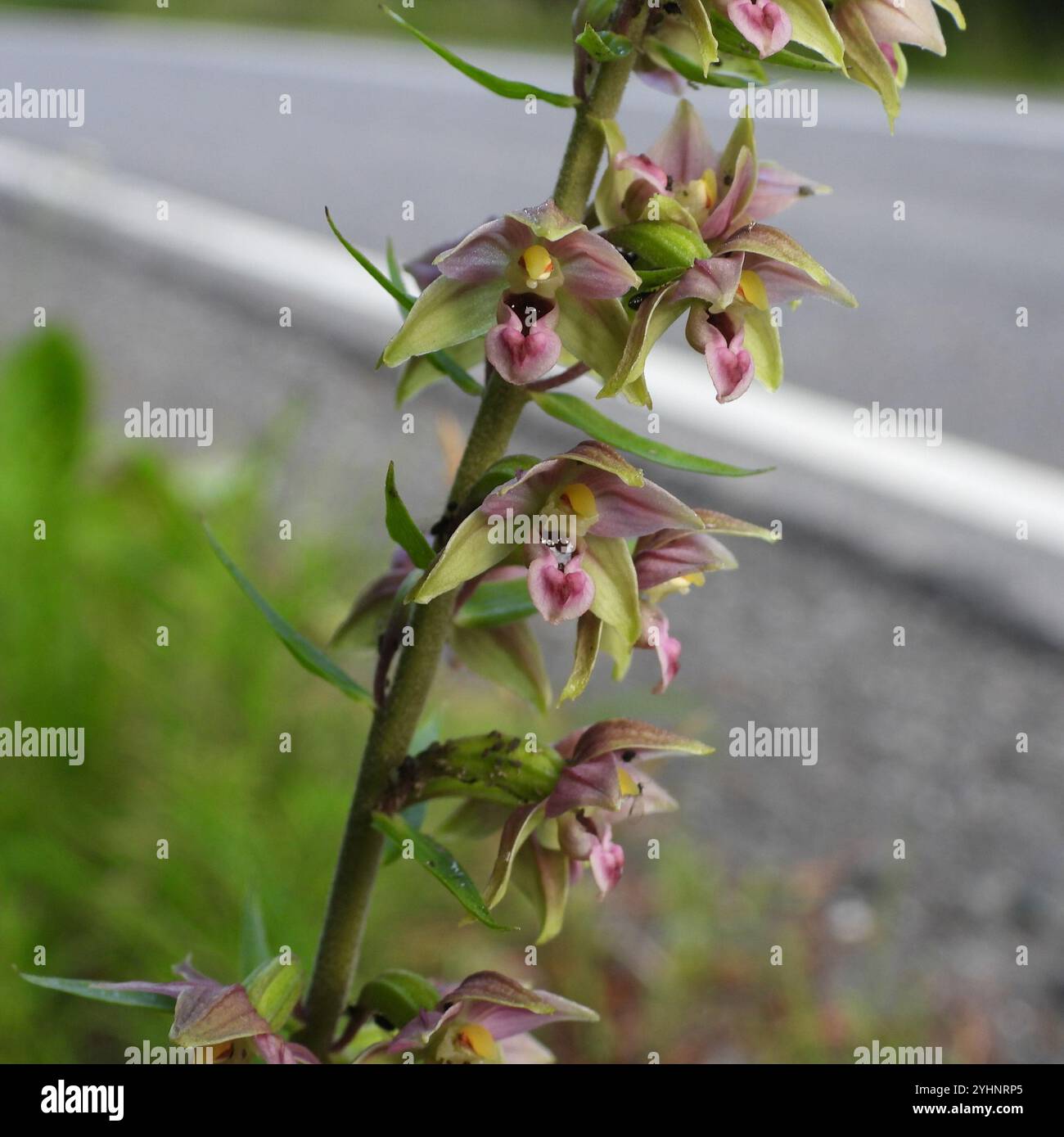 Broad-leaved helleborine (Epipactis helleborine Stock Photo - Alamy