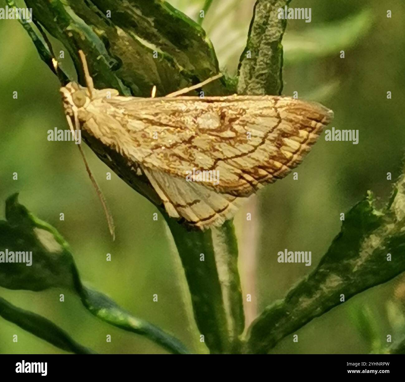 Purple-backed Cabbageworm Moth (Evergestis pallidata Stock Photo - Alamy