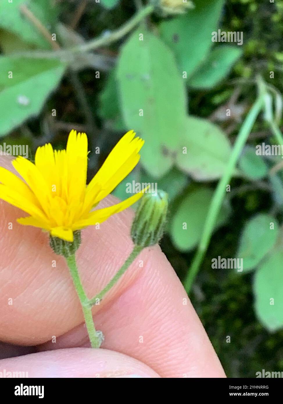 common hawkweed (Hieracium lachenalii Stock Photo - Alamy