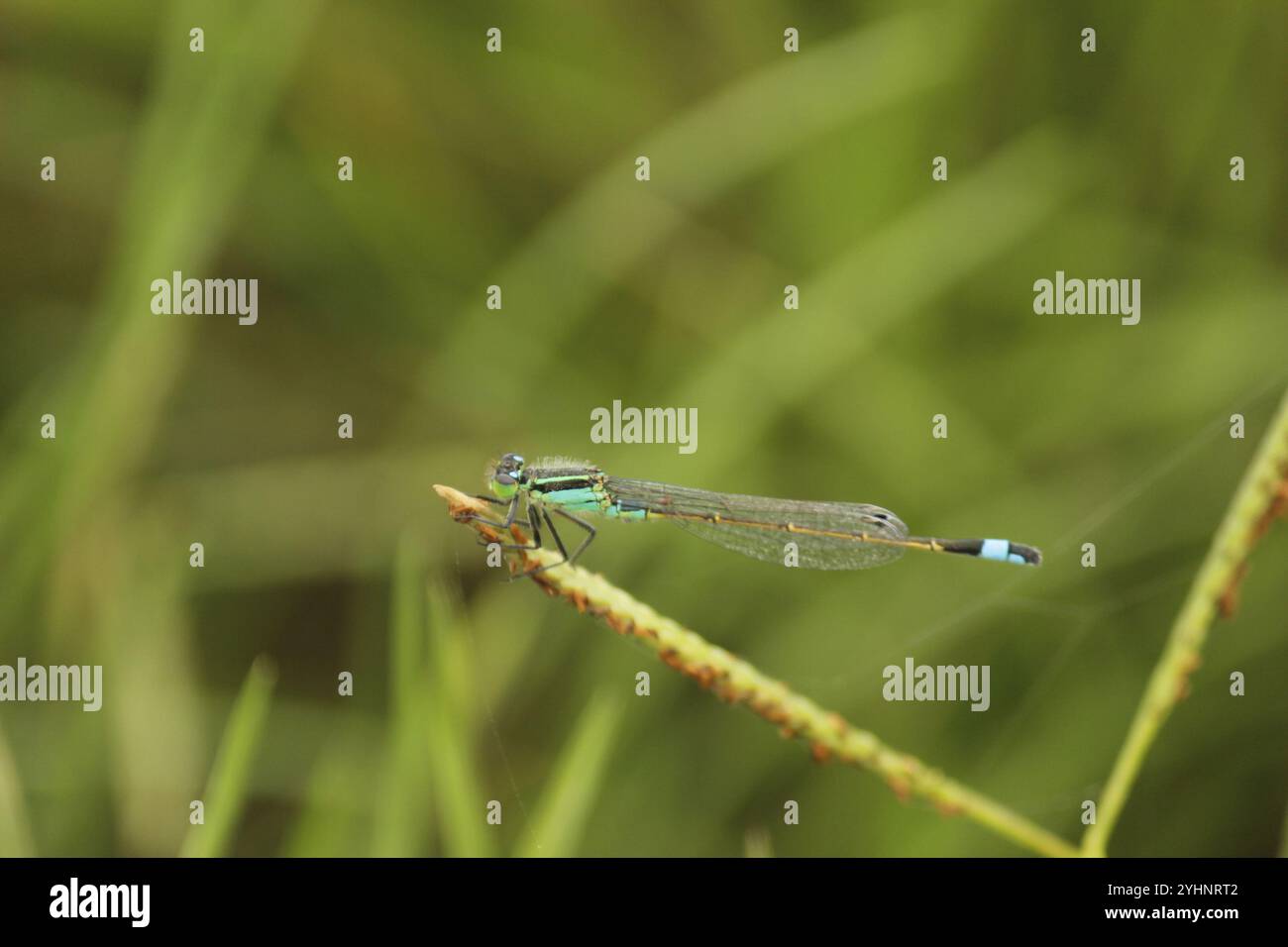 Ramburii ramburii hi-res stock photography and images - Alamy