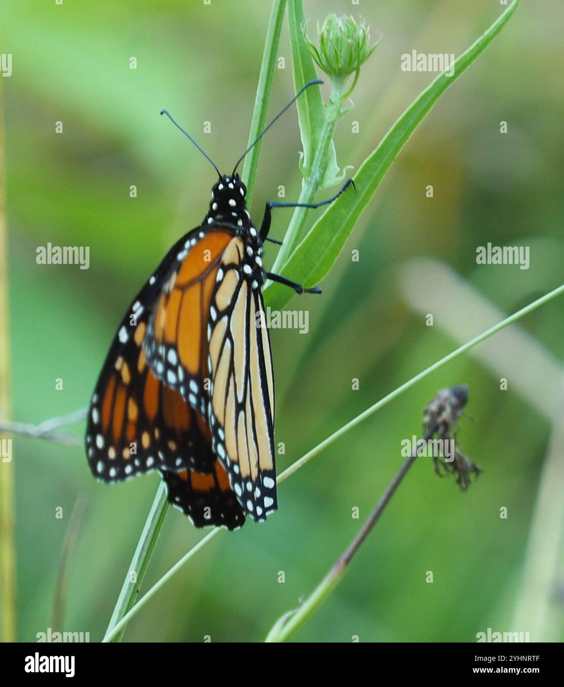 Monarch (Danaus plexippus Stock Photo - Alamy