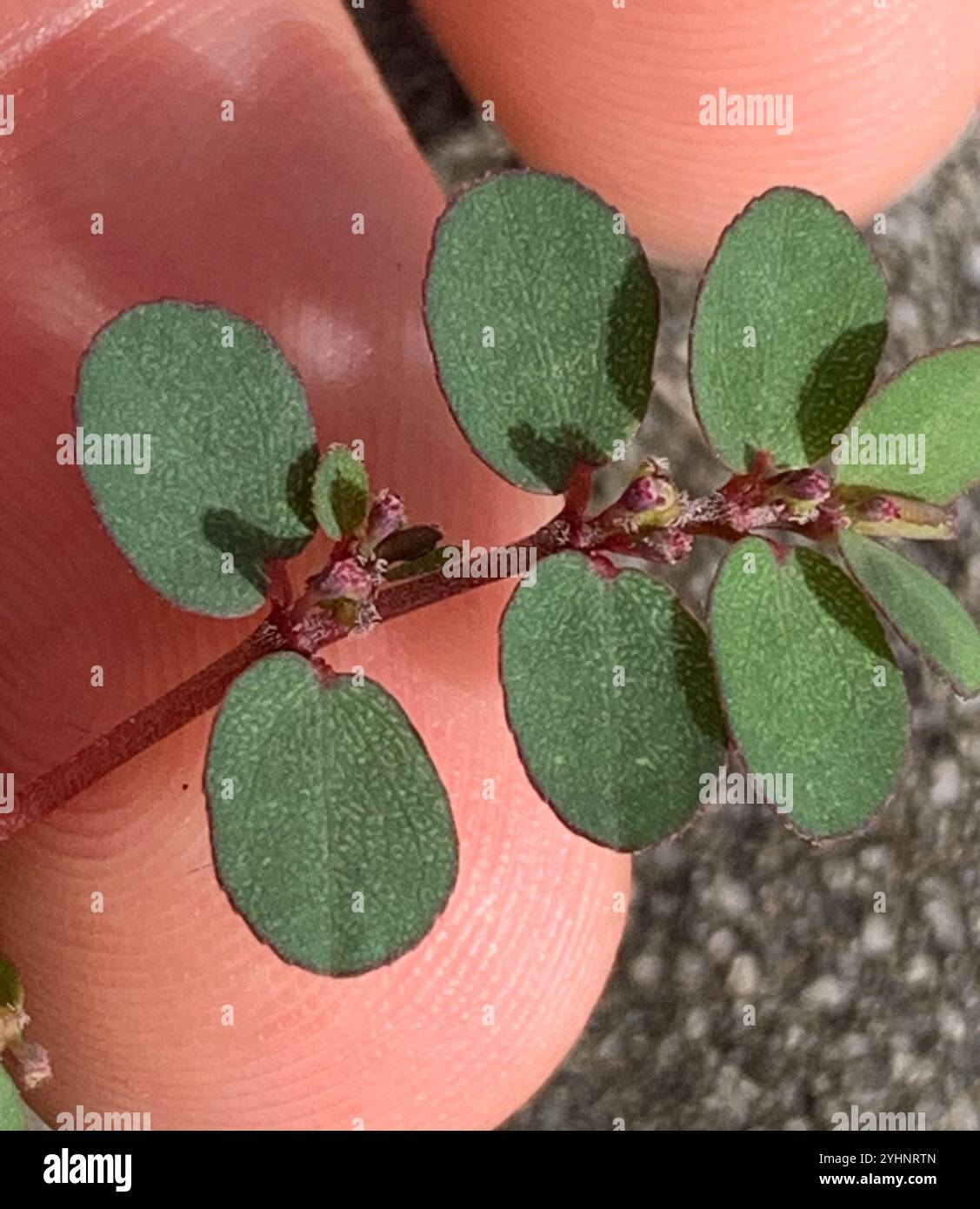 prostrate sandmat (Euphorbia prostrata Stock Photo - Alamy