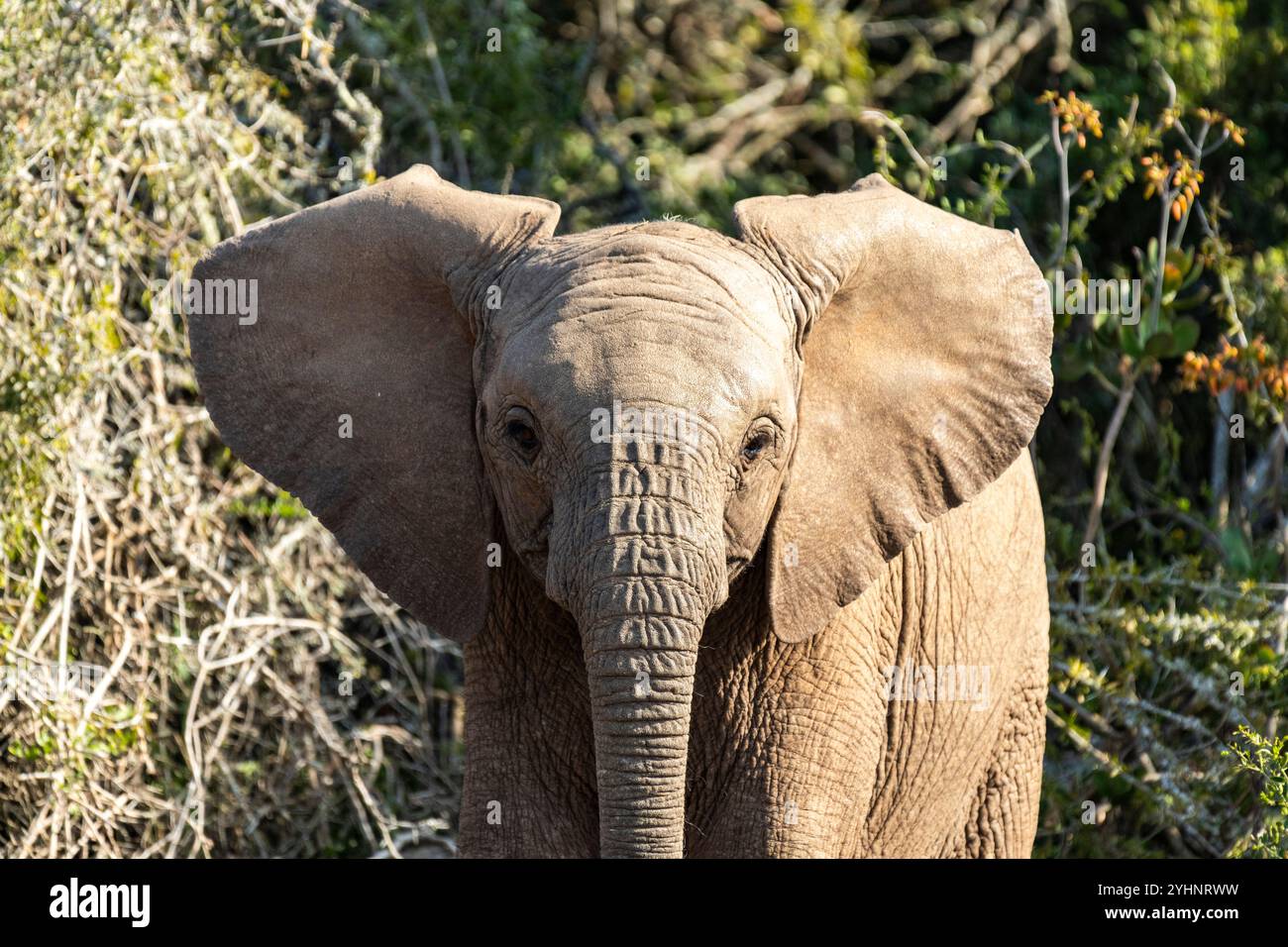 A young cute elephant that looks like Dumbo at Schotia Game Reserve ...