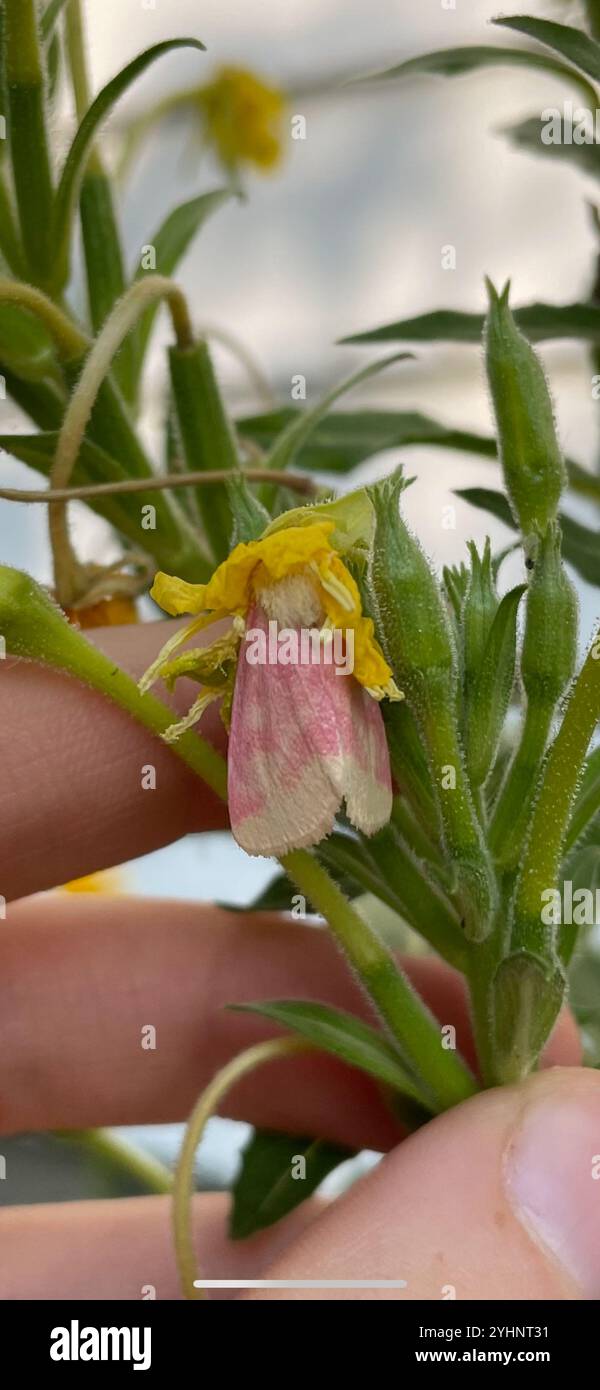 Primrose Moth (Schinia florida Stock Photo - Alamy