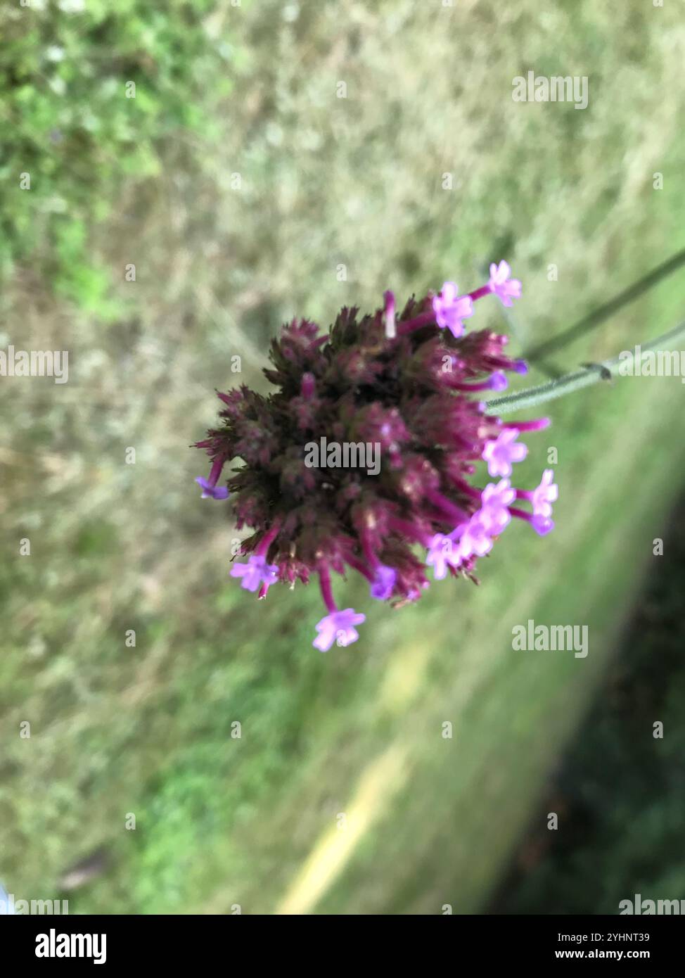 purpletop vervain (Verbena bonariensis Stock Photo - Alamy