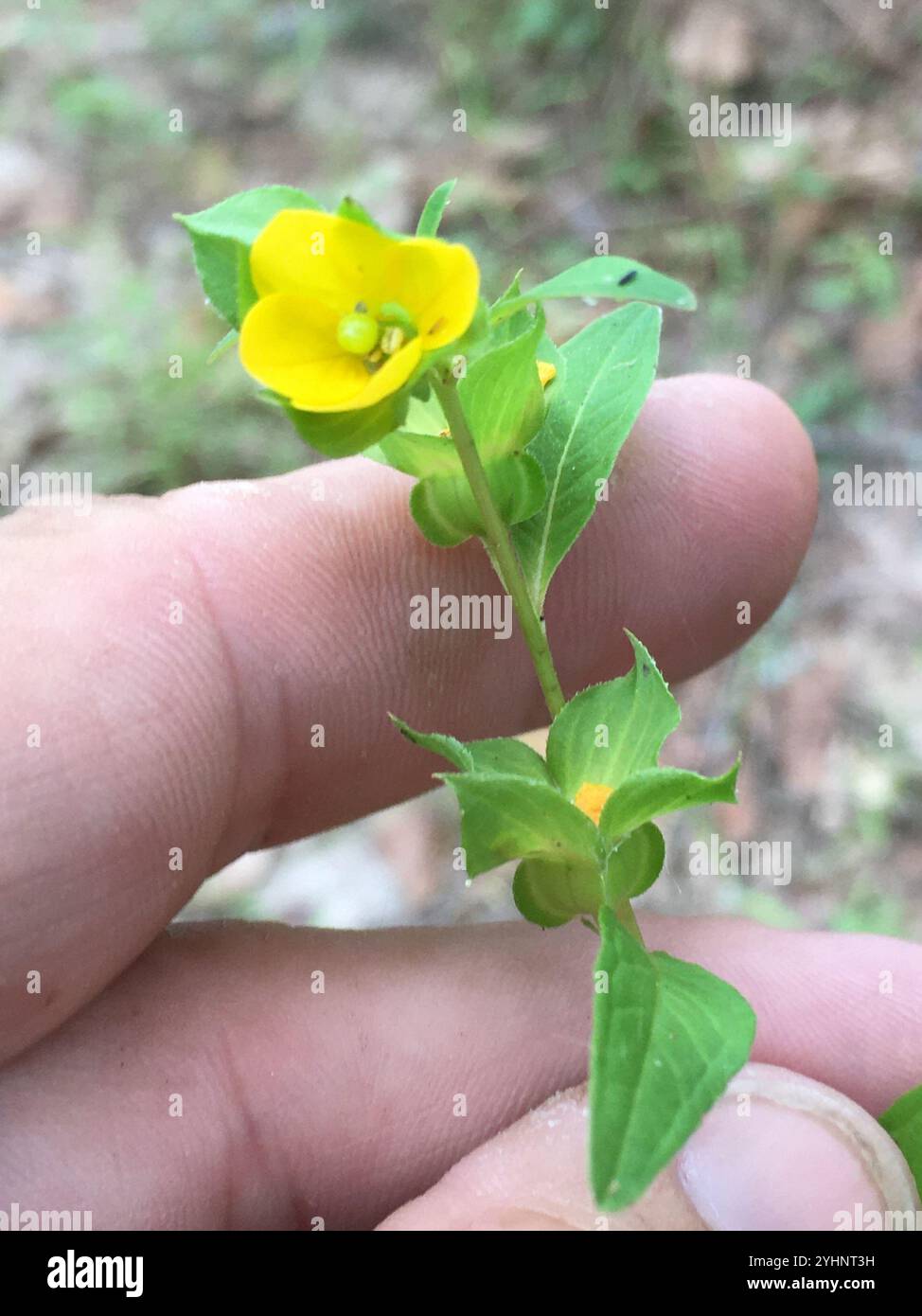 Seedbox (Ludwigia alternifolia Stock Photo - Alamy