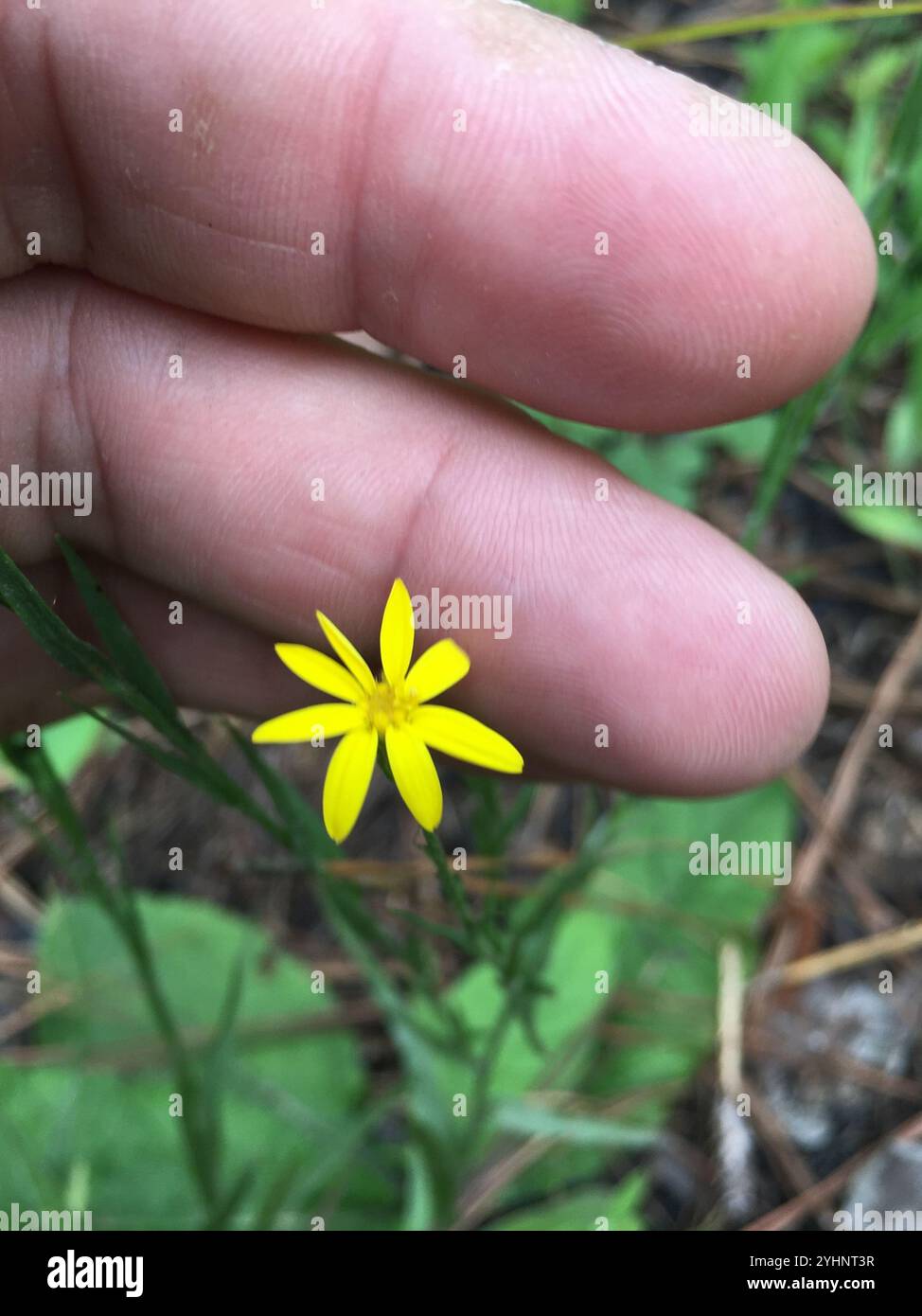 (Pityopsis aspera adenolepis Stock Photo - Alamy