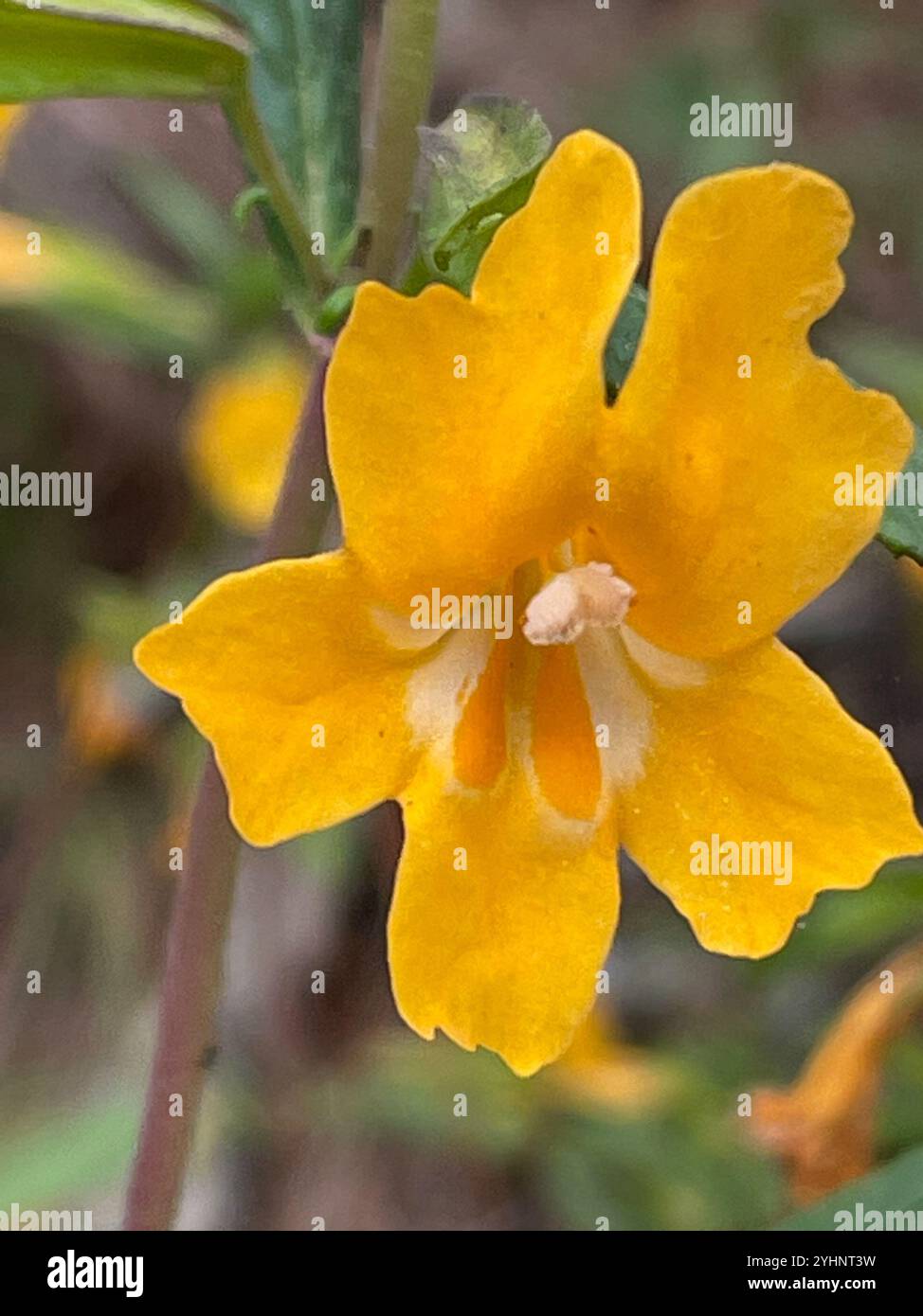 orange bush monkeyflower (Diplacus aurantiacus Stock Photo - Alamy