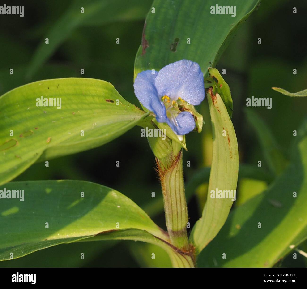 Virginia Dayflower (Commelina virginica Stock Photo - Alamy
