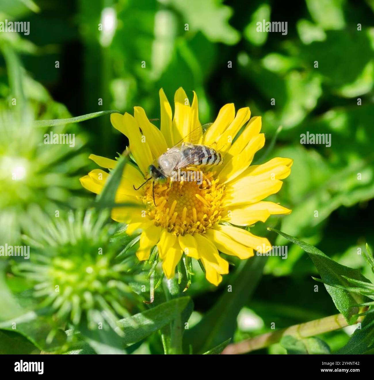 American Sand Wasp (Bembix americana Stock Photo - Alamy