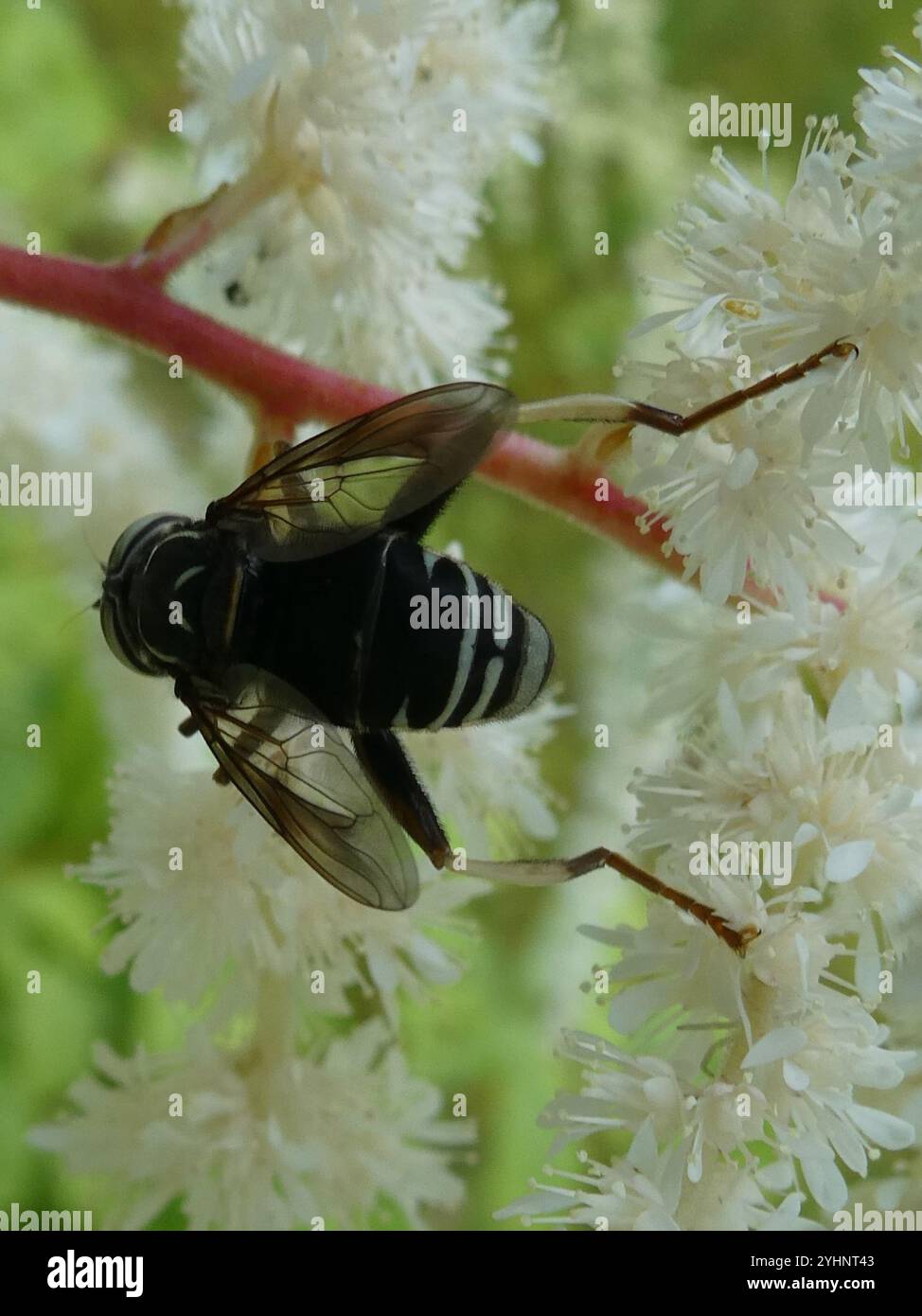 Bald-faced Hornet Fly (Spilomyia fusca Stock Photo - Alamy