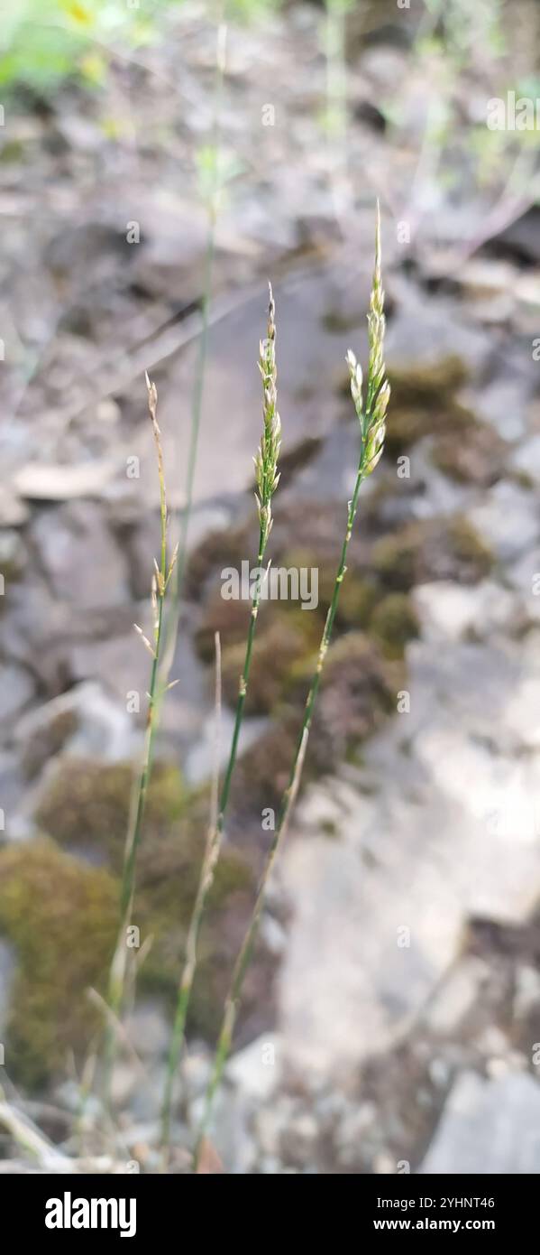 Wood Meadow-grass (Poa nemoralis Stock Photo - Alamy