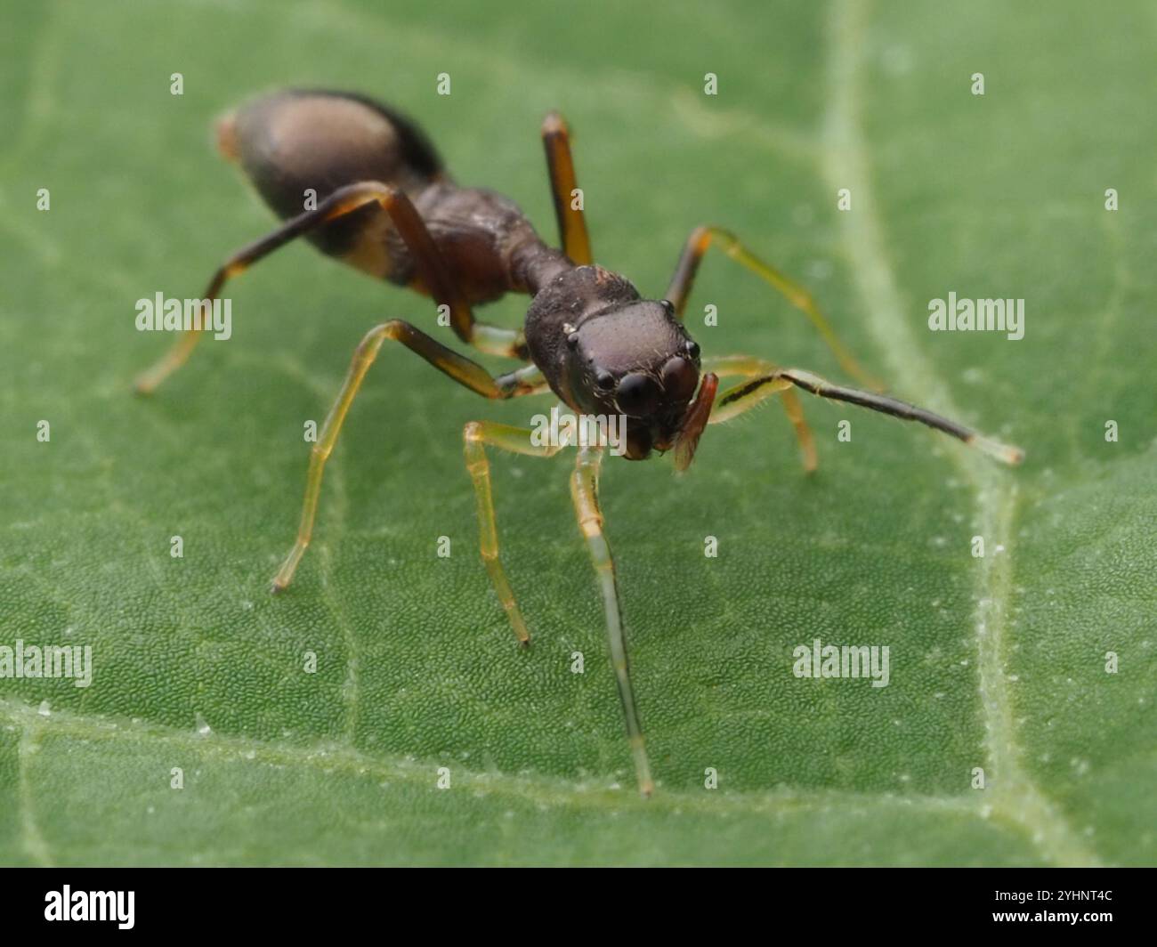 Slender Ant-mimic Jumping Spider (Synemosyna formica Stock Photo - Alamy