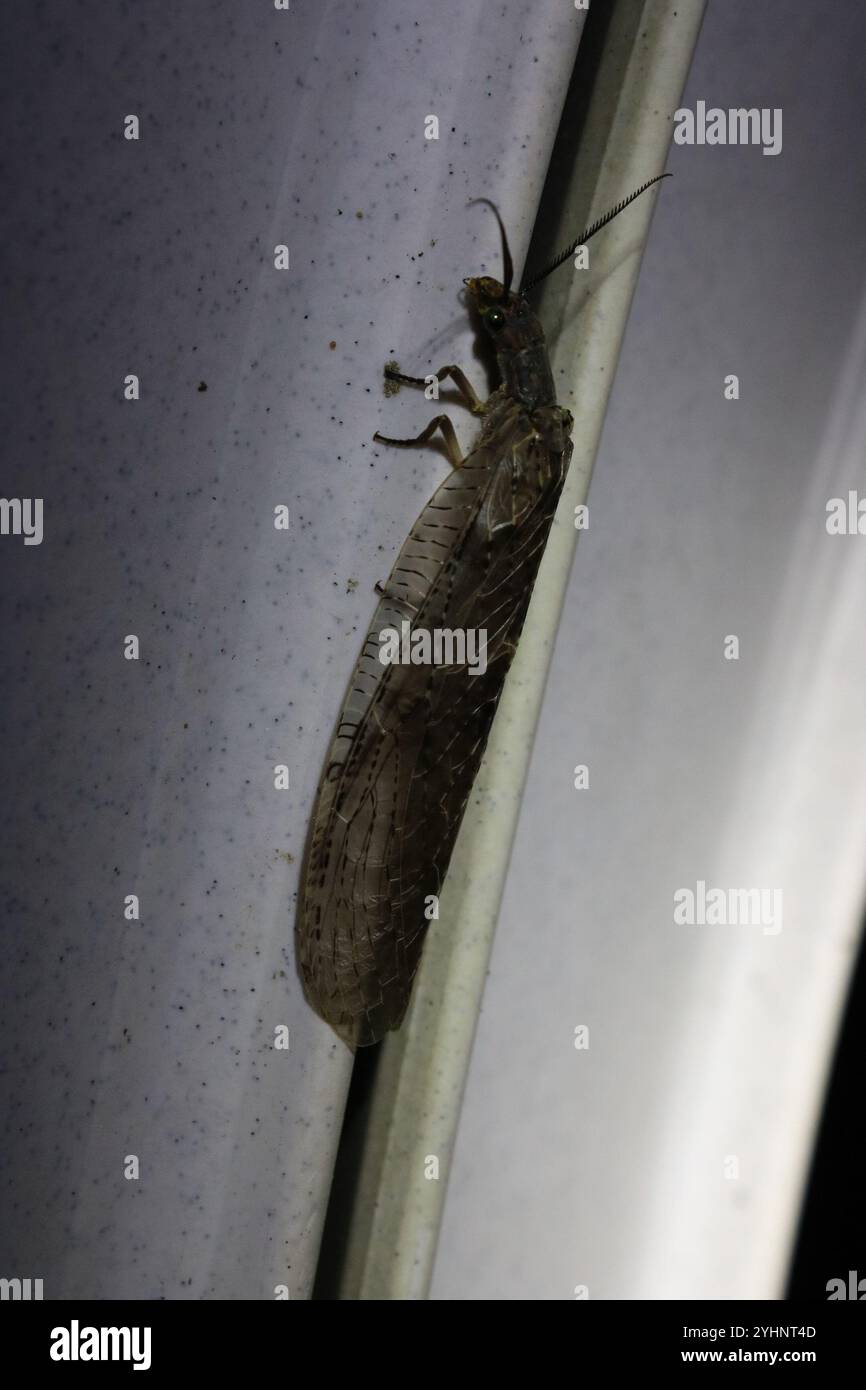 Summer fishfly hi-res stock photography and images - Alamy