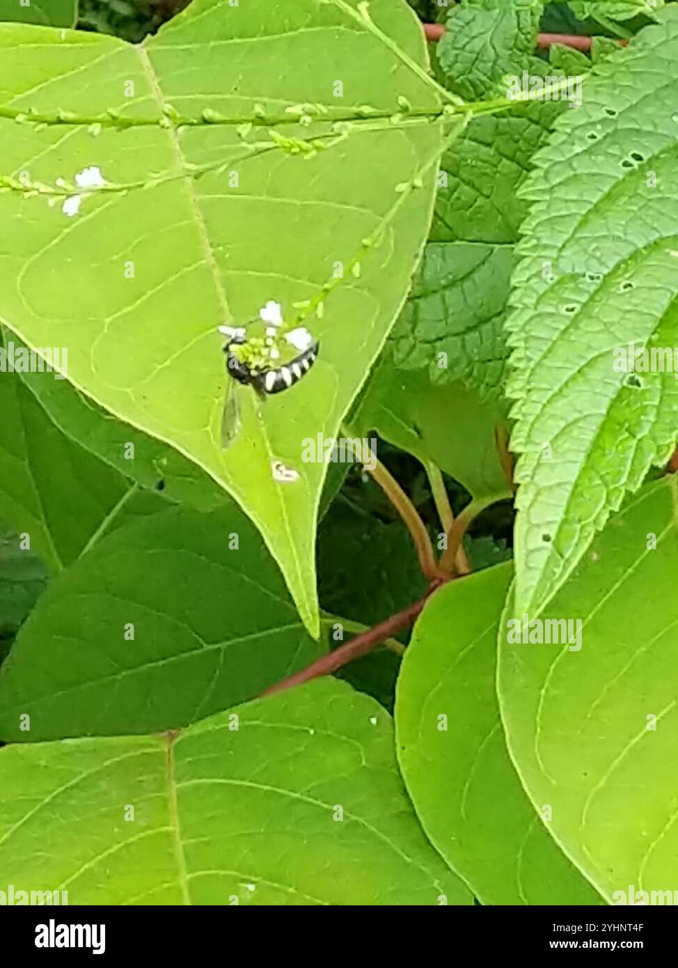 Four-banded Stink Bug Wasp (Bicyrtes quadrifasciatus Stock Photo - Alamy