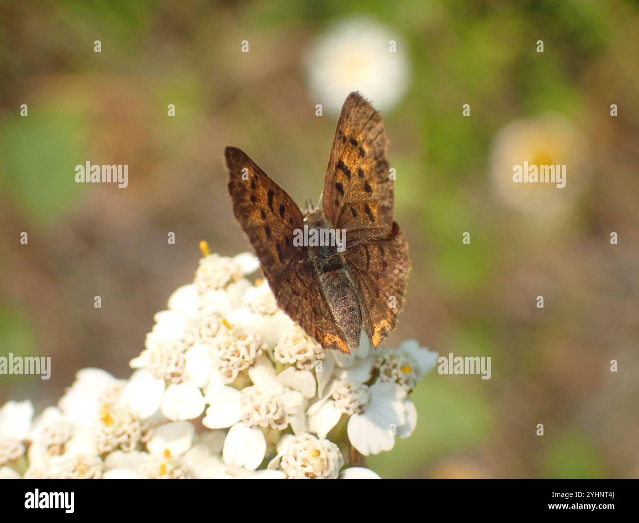 Dorcas Copper (Tharsalea dorcas Stock Photo - Alamy