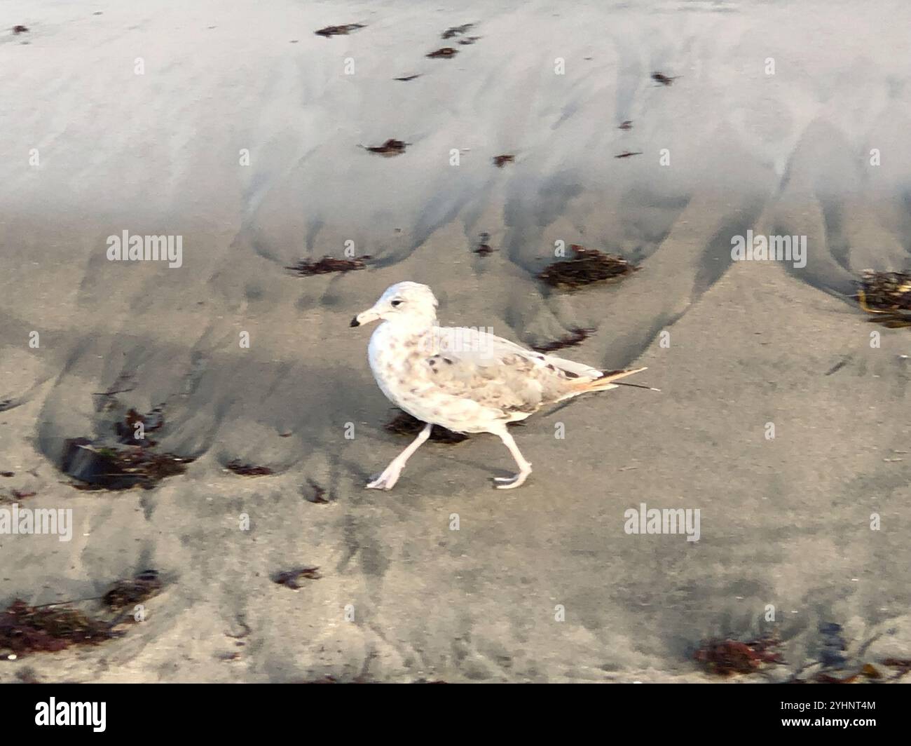California Gull (Larus californicus Stock Photo - Alamy