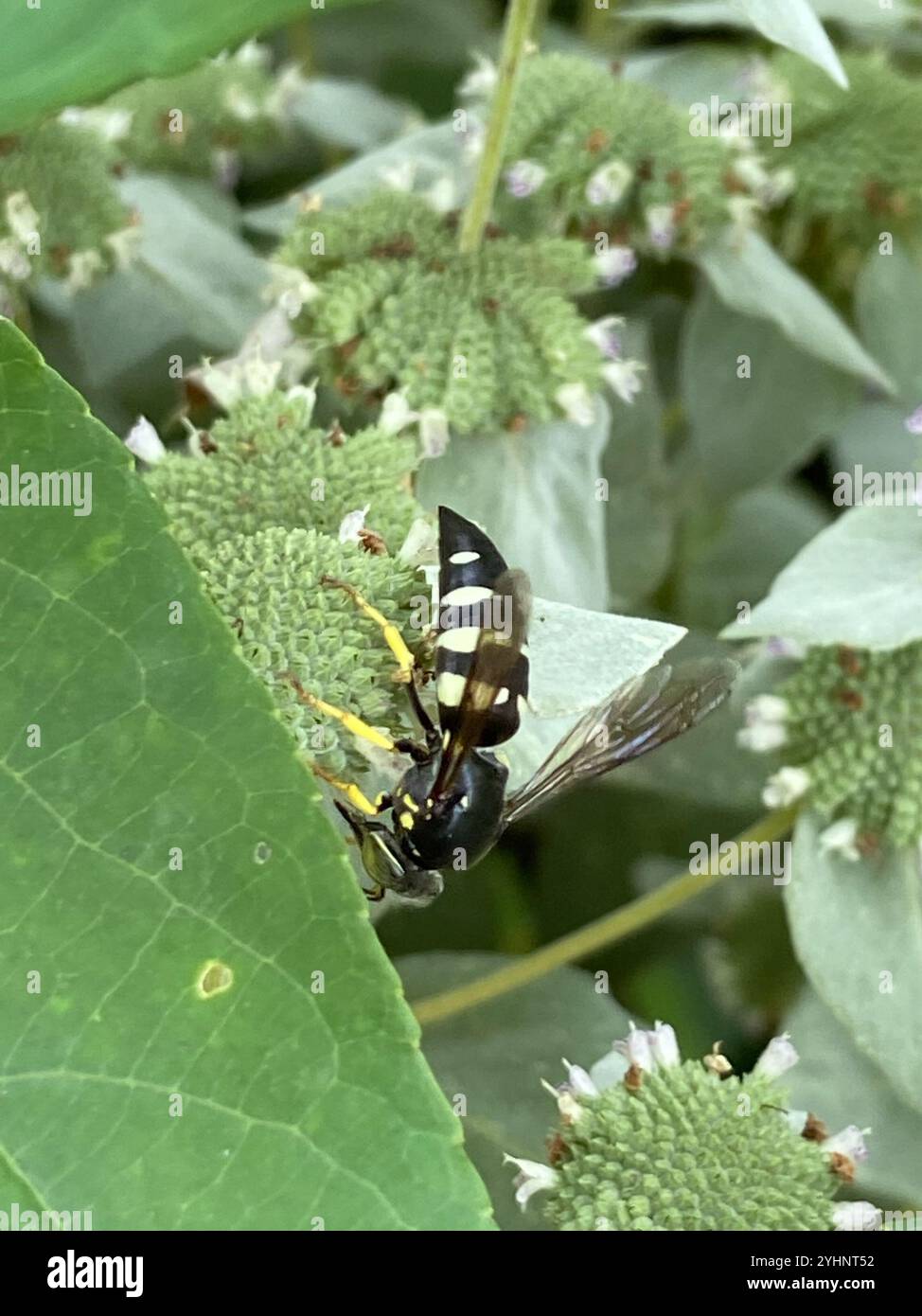 Four-banded Stink Bug Wasp (Bicyrtes quadrifasciatus Stock Photo - Alamy