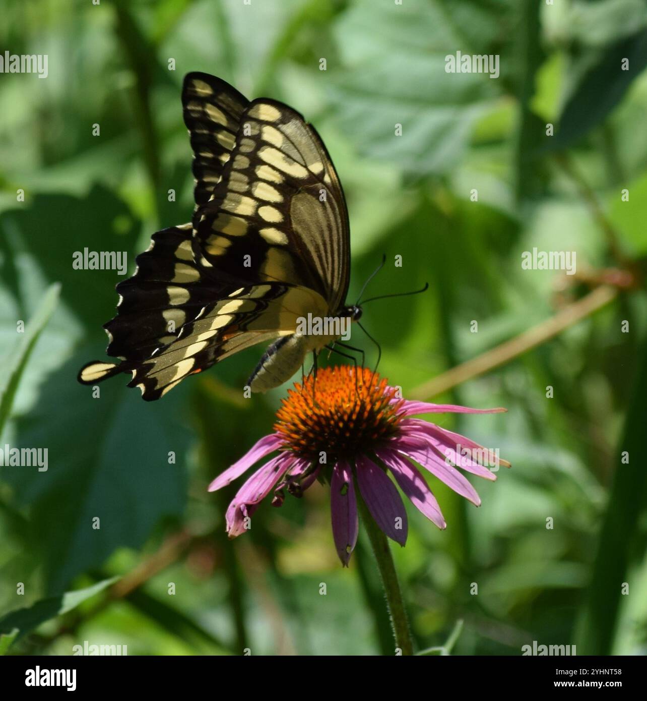 Eastern Giant Swallowtail (Heraclides cresphontes Stock Photo - Alamy