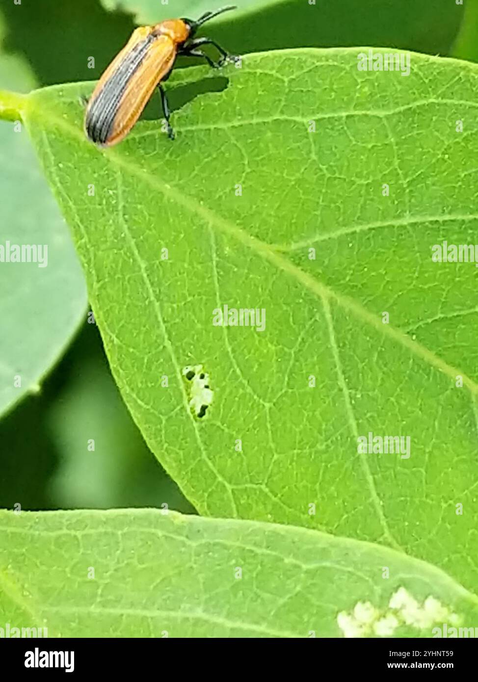 Locust Leafminer (Odontota dorsalis Stock Photo - Alamy