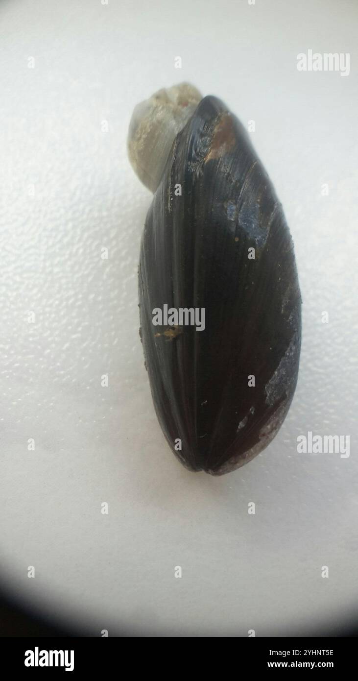 Blue Mussel Complex (Mytilus edulis Stock Photo - Alamy