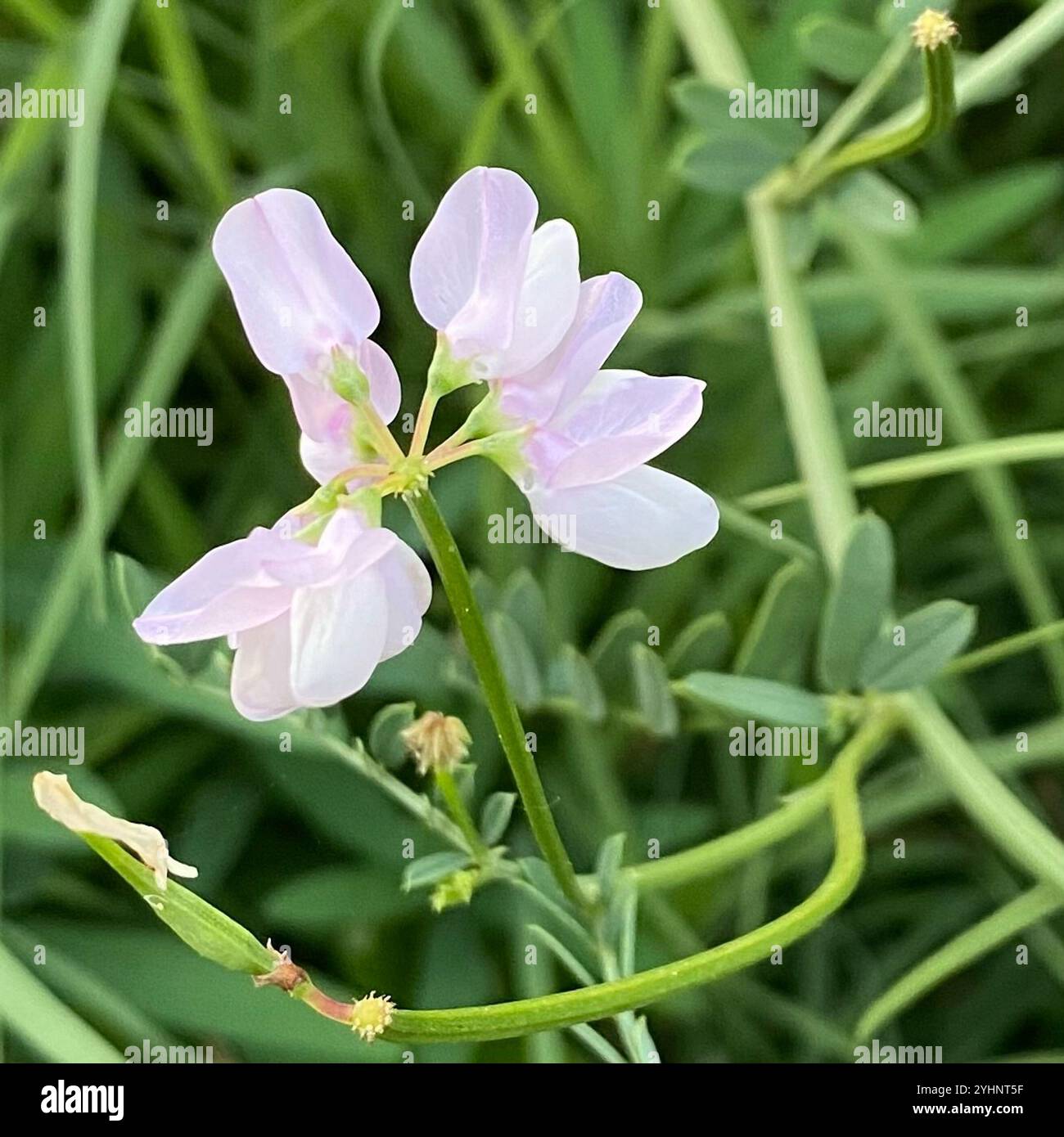 purple crownvetch (Securigera varia Stock Photo - Alamy