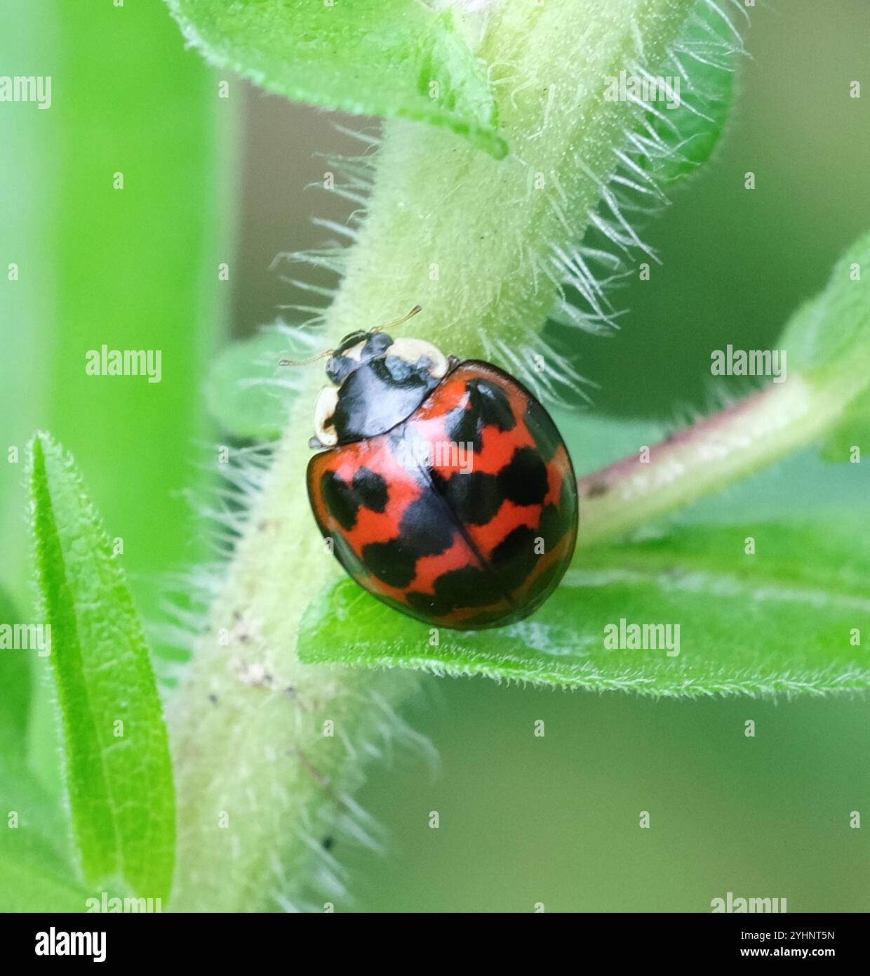 Asian Lady Beetle (Harmonia axyridis Stock Photo - Alamy