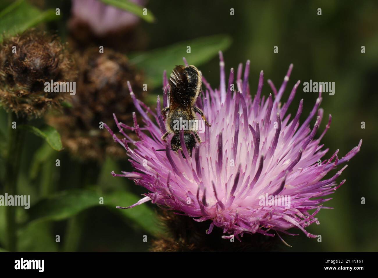 Leafcutter, Mortar, and Resin Bees (Megachile Stock Photo - Alamy