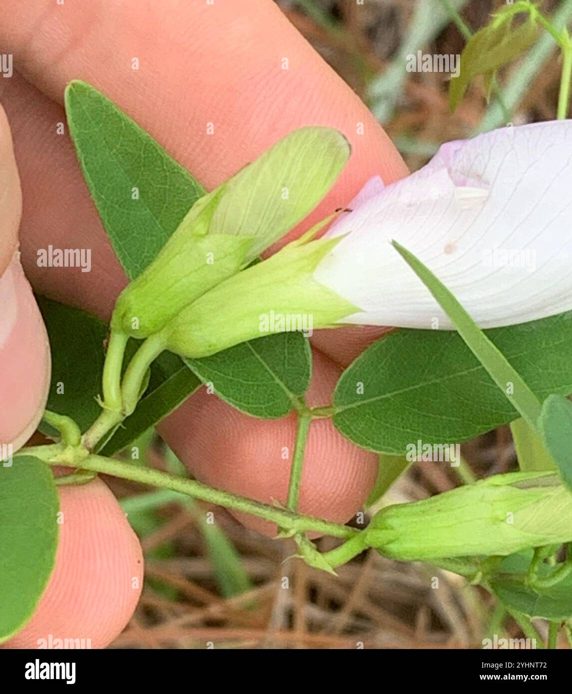 Pigeonwings (Clitoria mariana Stock Photo - Alamy
