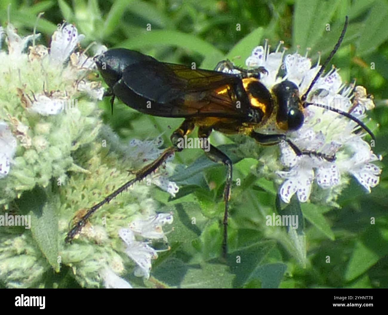 Golden-reined Digger Wasp (Sphex habenus Stock Photo - Alamy