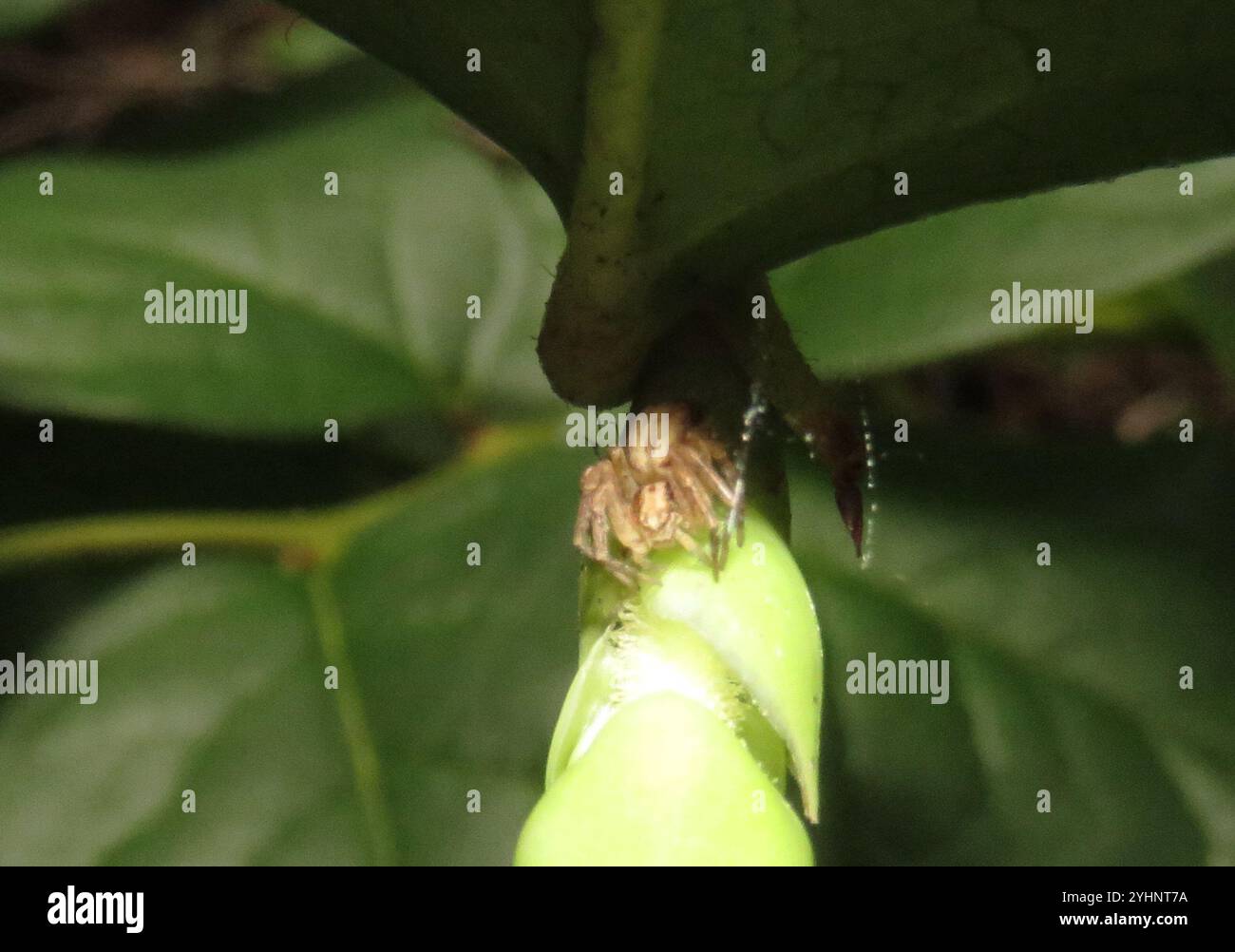 Running Crab Spiders (Philodromus Stock Photo - Alamy