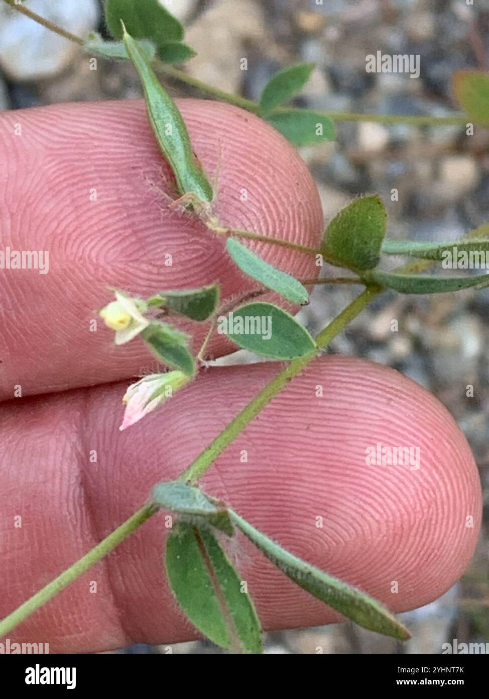 Spanish clover (Acmispon americanus Stock Photo - Alamy