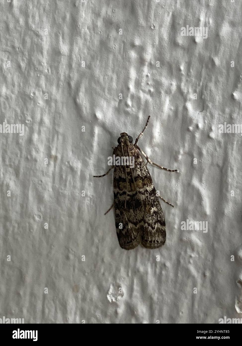 Coneworm hi-res stock photography and images - Alamy