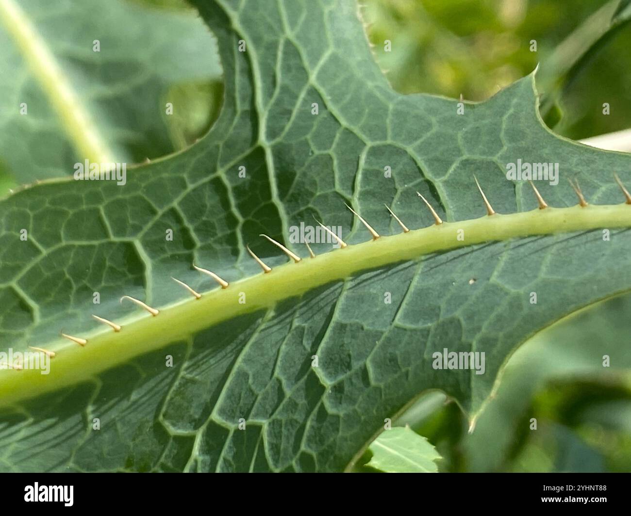prickly lettuce (Lactuca serriola Stock Photo - Alamy