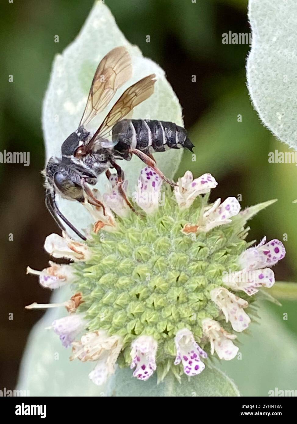 Sharptail Bees (Coelioxys Stock Photo - Alamy