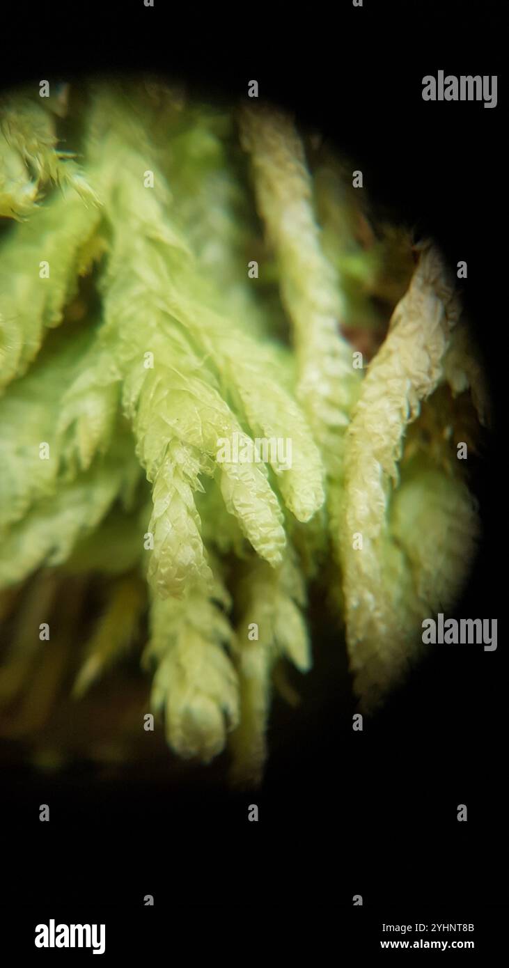 Waved Silk-moss (Plagiothecium undulatum Stock Photo - Alamy