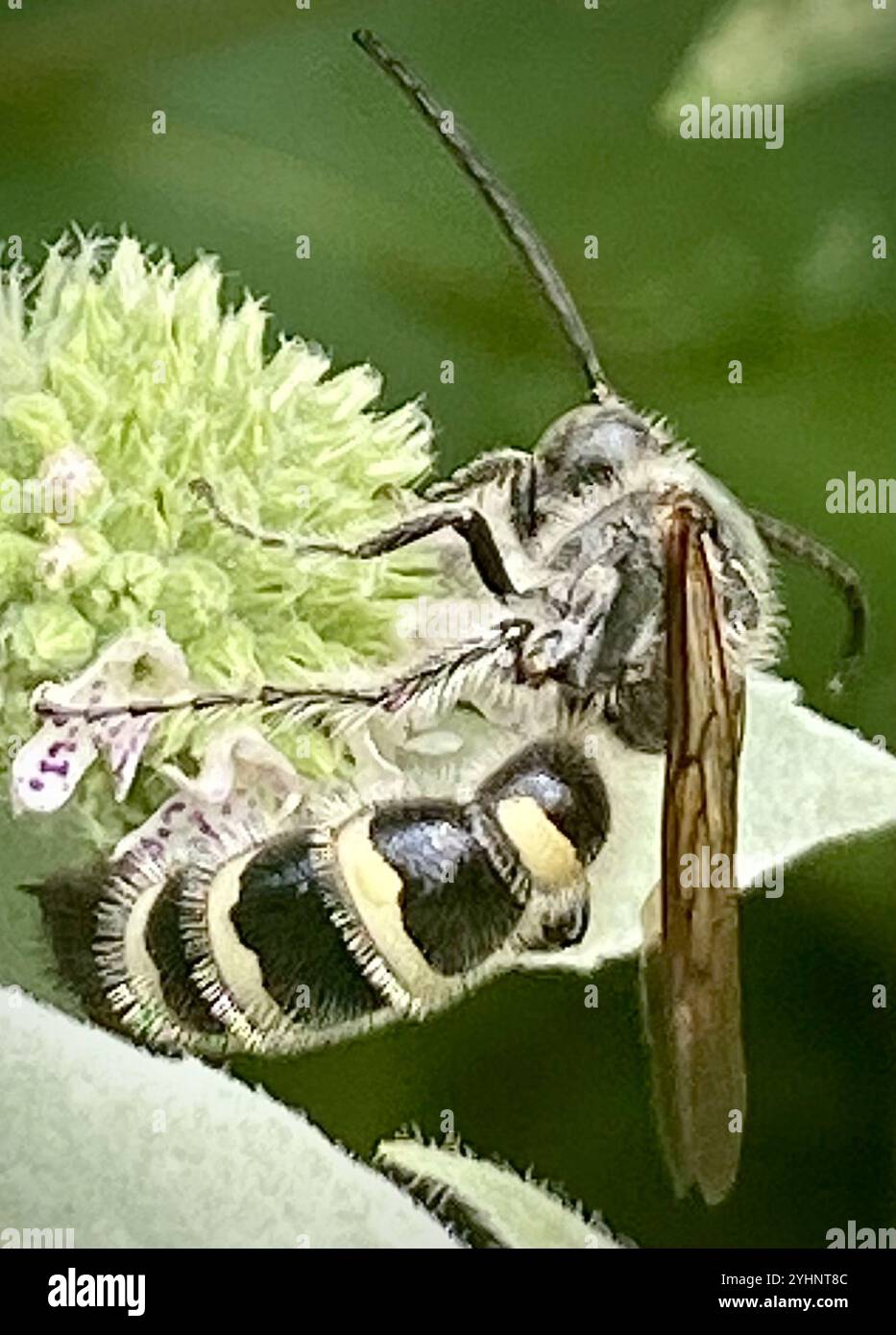 Feather-legged Scoliid Wasp (Dielis plumipes Stock Photo - Alamy
