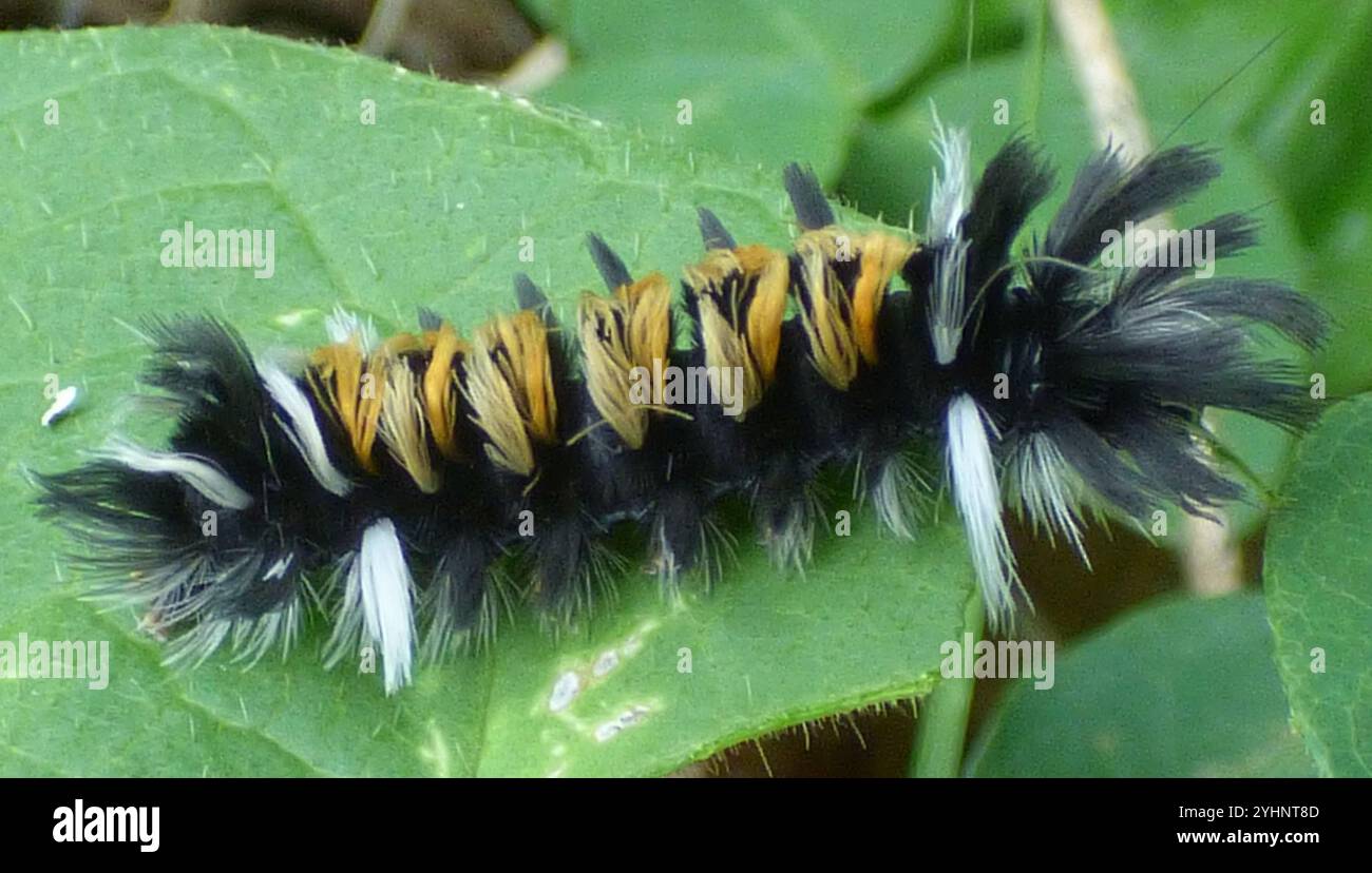 Milkweed Tussock Moth (Euchaetes egle Stock Photo - Alamy