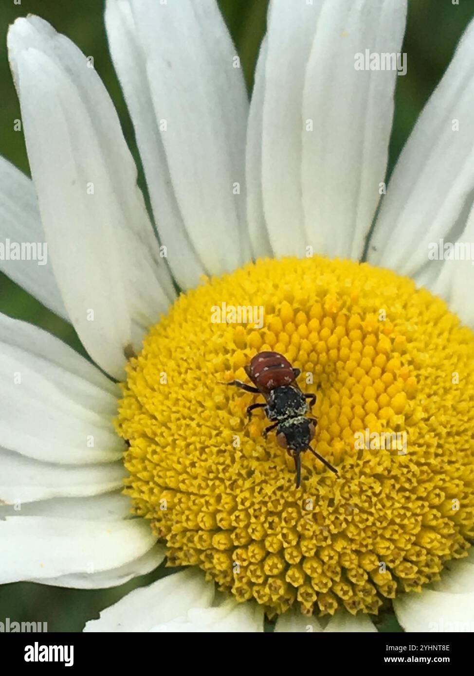 Calliopsis Cuckoo Nomad Bee (Holcopasites calliopsidis Stock Photo - Alamy